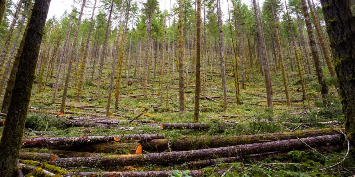 (Another) Study Proves (Again) that Thinning Forests Protects ...